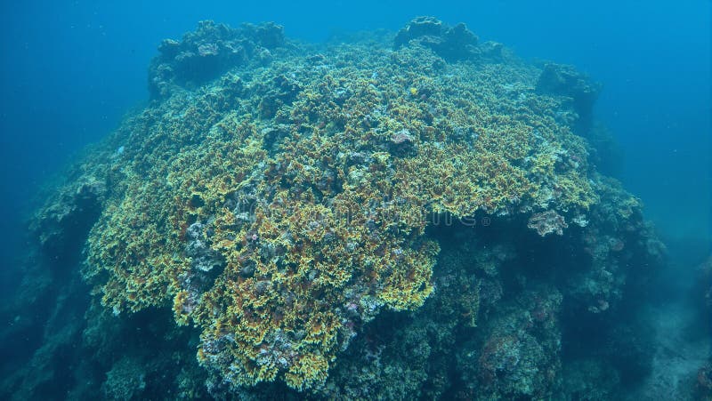 Vibrant Fire Coral Colony with Sharp Yellow and Brown Branches Set in a ...