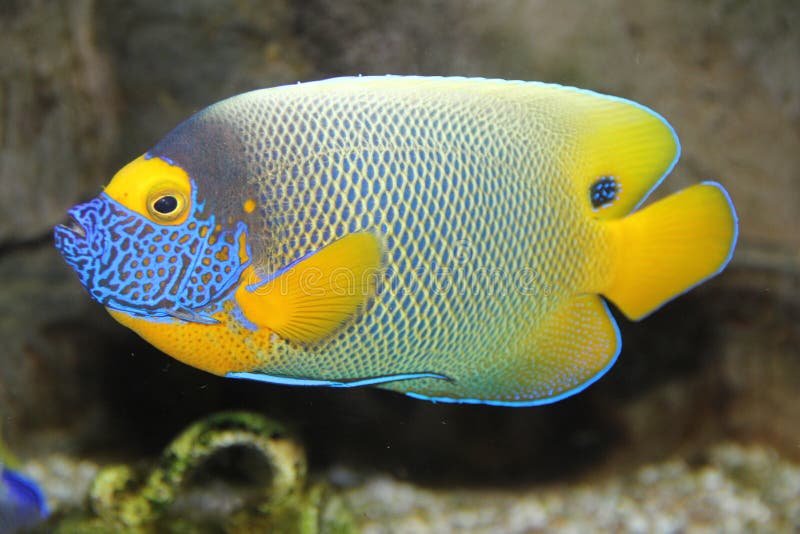 Vibrant Fish and Coral Reef in Indonesia Stock Image - Image of nature ...