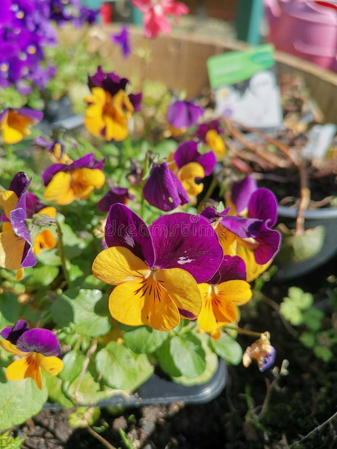 Vibrant flower colours stock photo. Image of herb, petal - 232488040