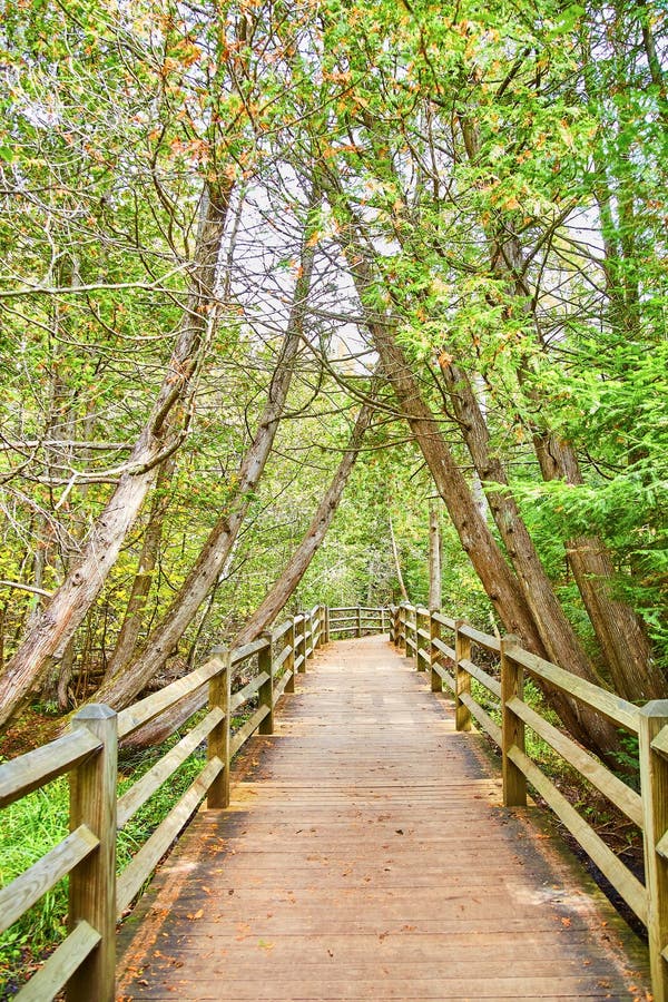 Vibrant Forest Tree Canopy Over Boardwalk Trail Path in Park Walkway ...