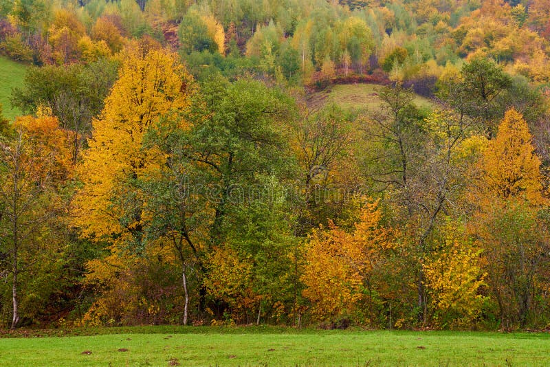 Vibrant Forests on Mountain Stock Image - Image of beautiful, idyllic ...