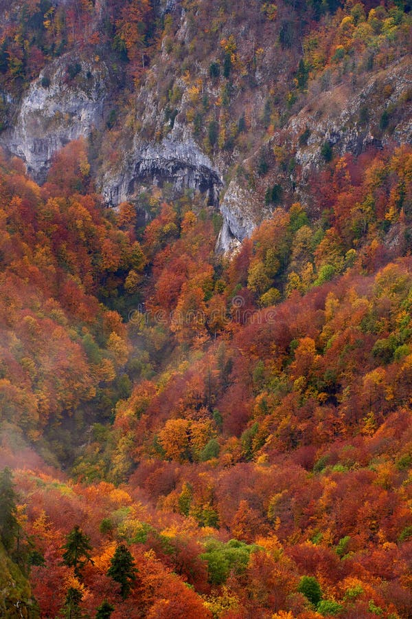 Vibrant Forests on Mountain Stock Photo - Image of idyllic, orange ...