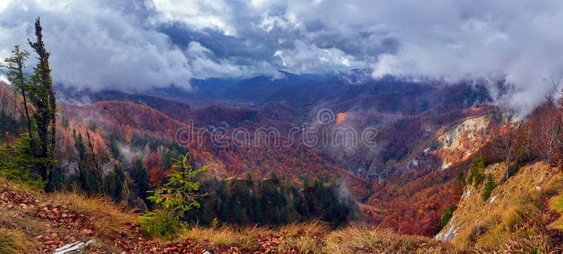 Vibrant Forests on Mountain Stock Photo - Image of mountain, peaceful ...