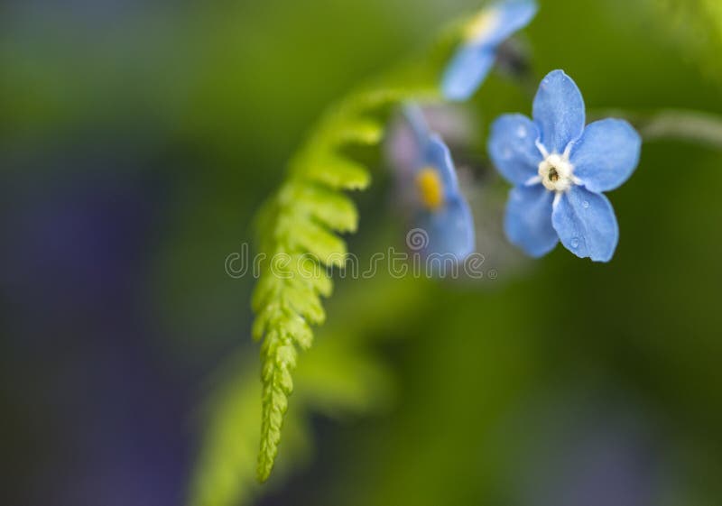 Vibrant Forget-me-not Spring Flowers with Shallow Depth of Field Stock ...