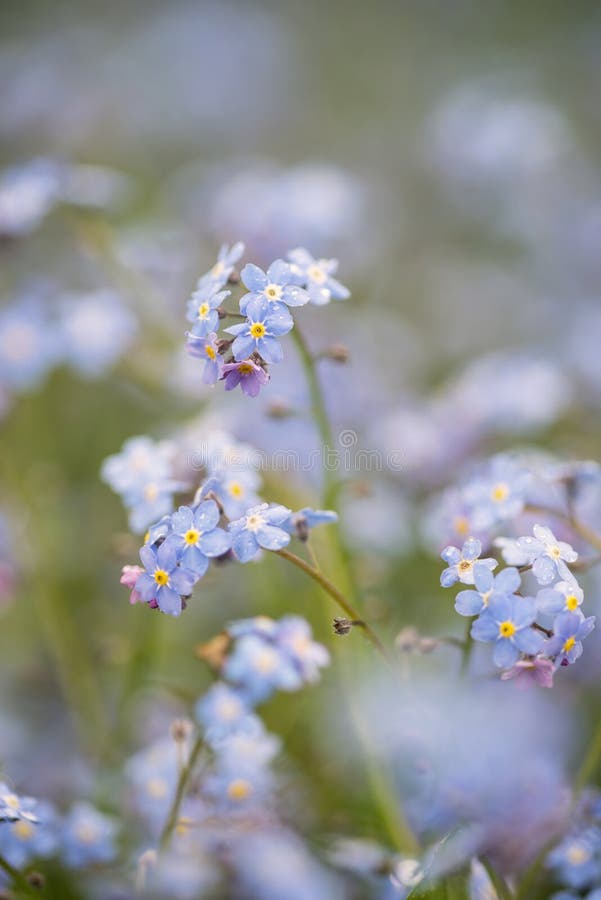 Vibrant Forget-me-not Spring Flowers with Shallow Depth of Field Stock ...