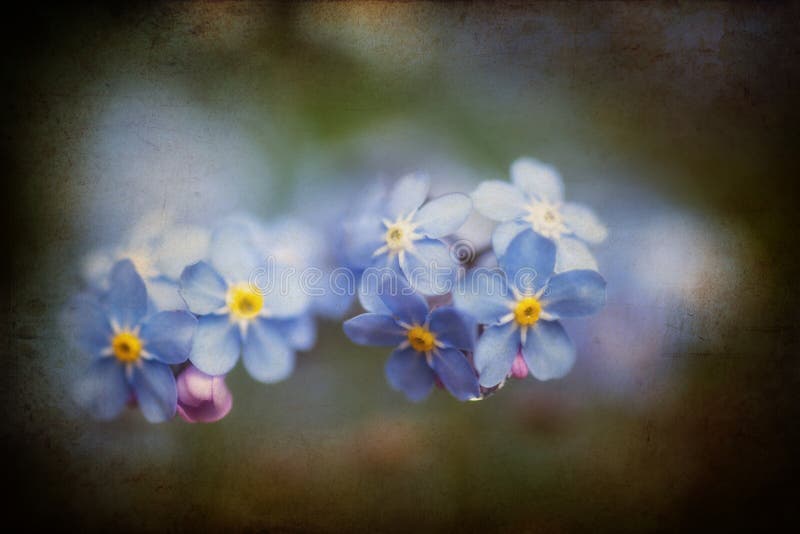 Vibrant Forget-me-not Spring Flowers with Shallow Depth of Field Stock ...