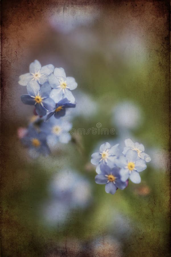 Vibrant Forget-me-not Spring Flowers with Shallow Depth of Field Stock ...