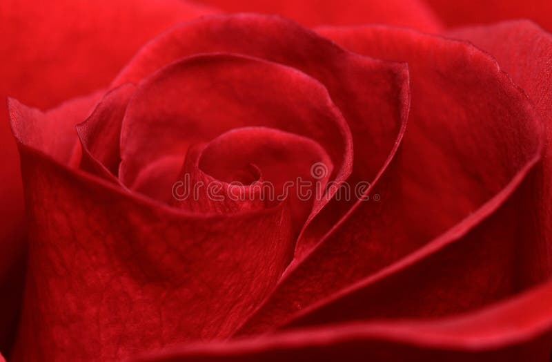 Vibrant fresh red rose stock photo. Image of closeup - 66680576