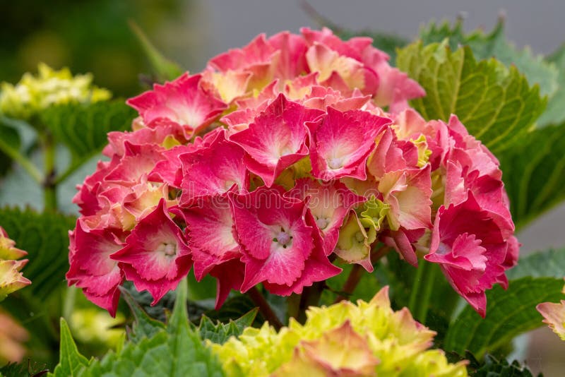 Vibrant Geraniums, Roses, Rhododendrons, and Hydrangeas in Full ...