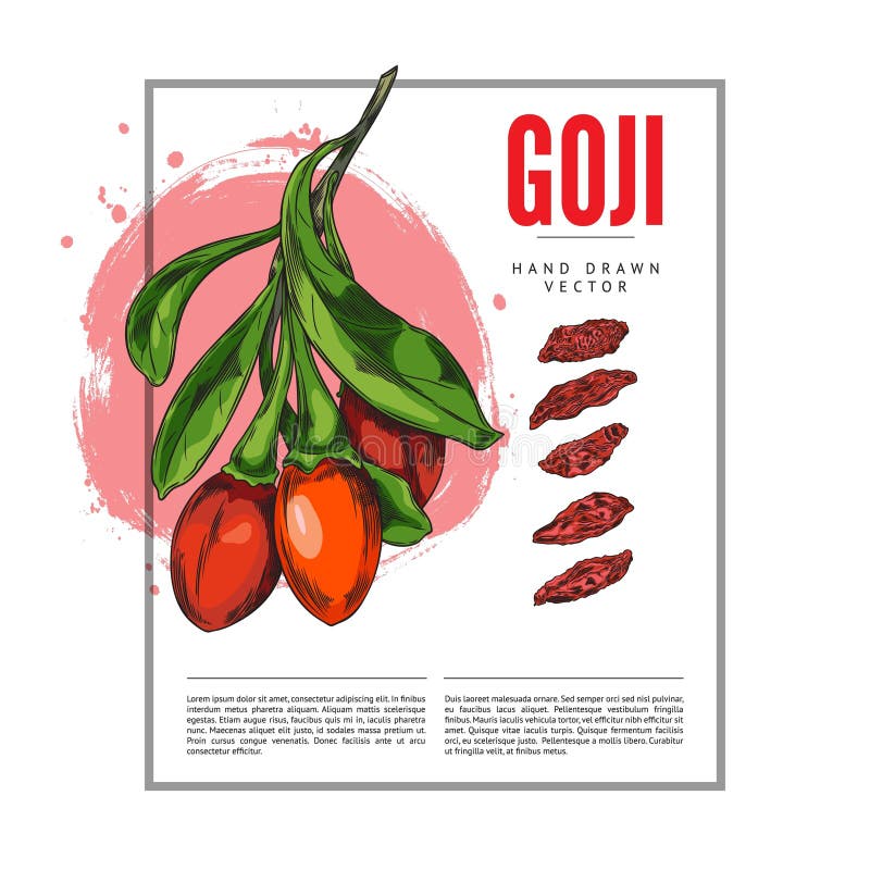 Vibrant Goji Berry and Dried Fruit Vector Illustration Stock Vector ...