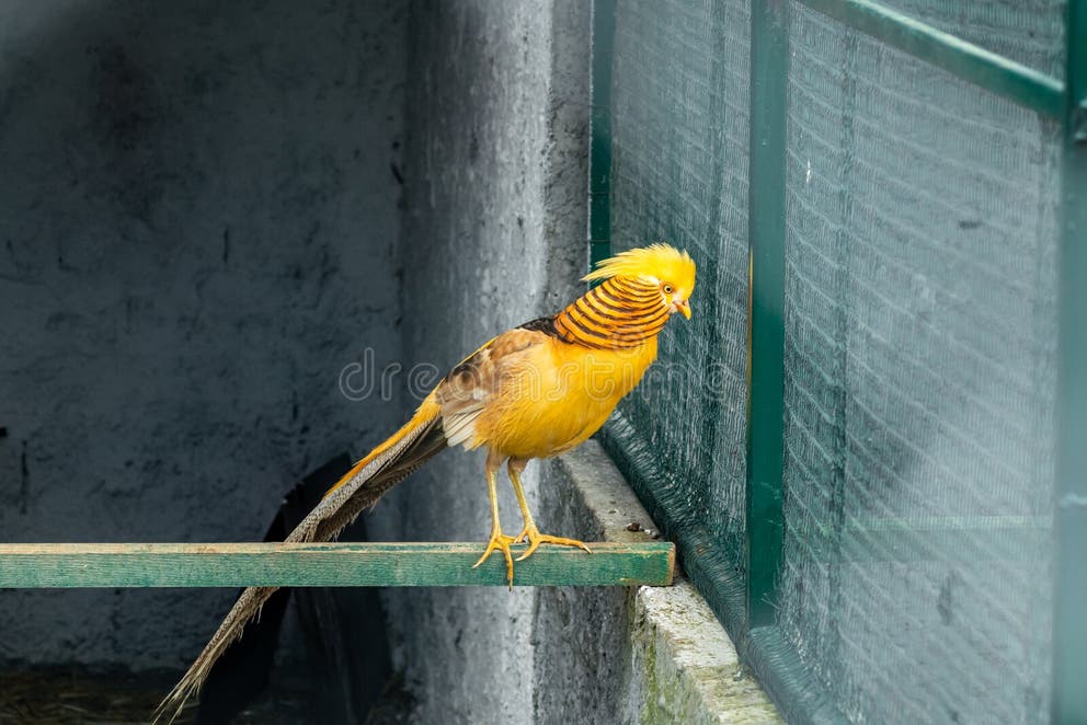 Vibrant Golden Pheasant Perched Inside an Aviary Stock Image - Image of wings, bird: 374399267