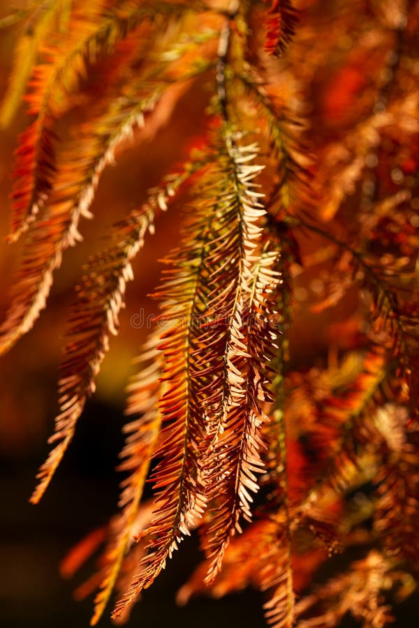 Vibrant Golden and Red Colored Needless of Pine Tree Stock Photo ...