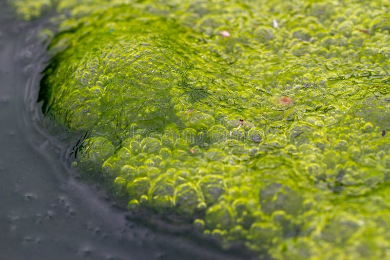Vibrant Green Algae Patterns in Water with Bubbles, Wulai, Taiwan ...