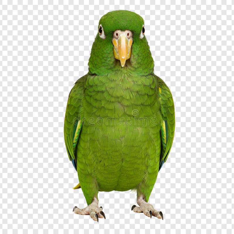 Amazon Parrot on Transparent Background Stock Photo - Illustration of ...