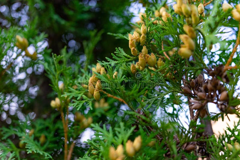 Close-up View of Cedar Tree Branches with Budding Cones during ...