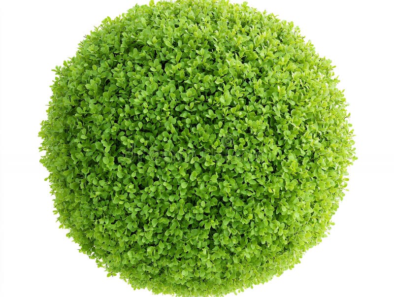 A Vibrant Green Bush Shaped Like a Perfect Sphere Stock Illustration ...