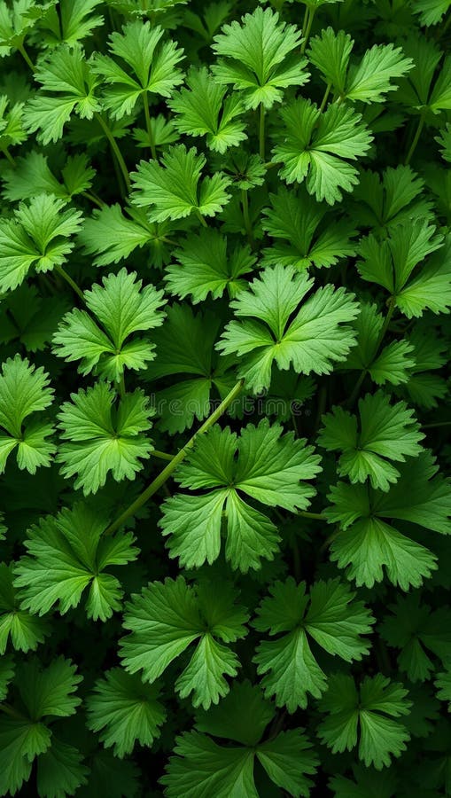 Vibrant Green Cilantro Leaves Creating Fresh Airy Background Stock ...