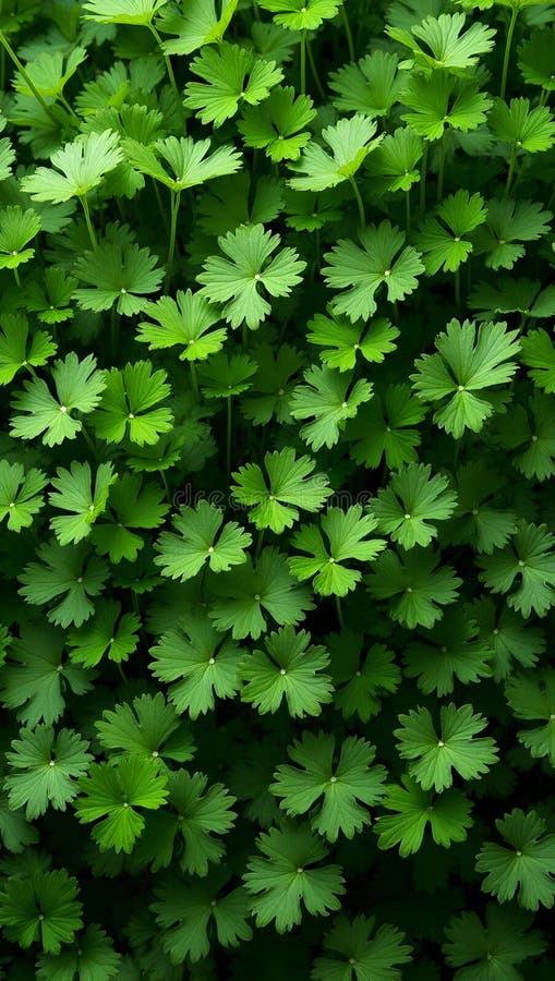 Vibrant Green Cilantro Leaves Creating Fresh Airy Background Stock ...