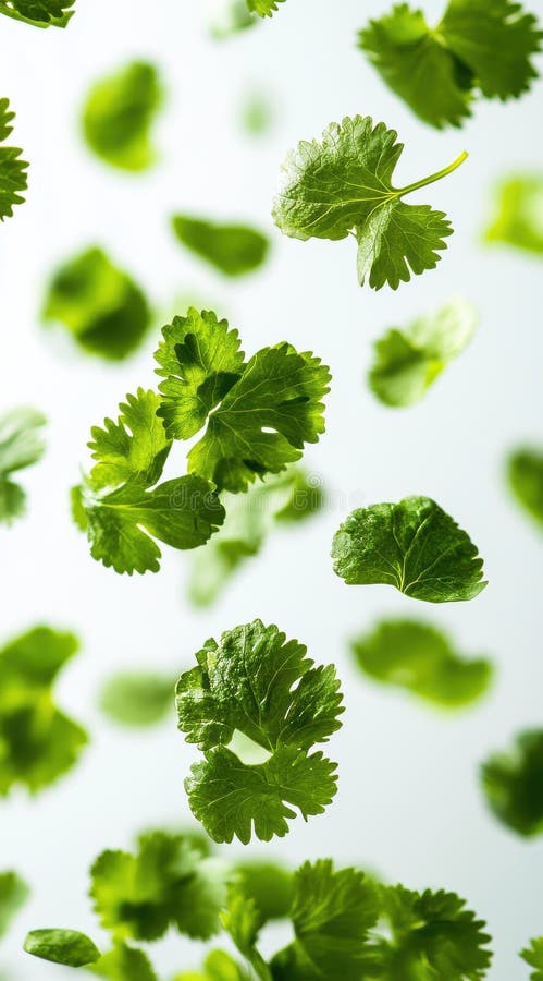 Falling Cilantro Leaves on White Background Stock Illustration ...