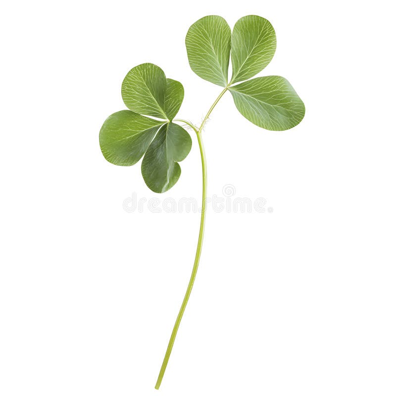 Vibrant Green Clover Isolated on Pure White Background Clipping Path ...