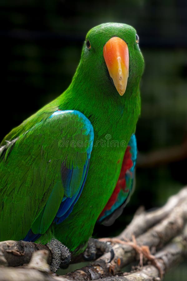 Vibrant Green Eclectus Parrot, Eclectus Roratus Stock Photo - Image of ...