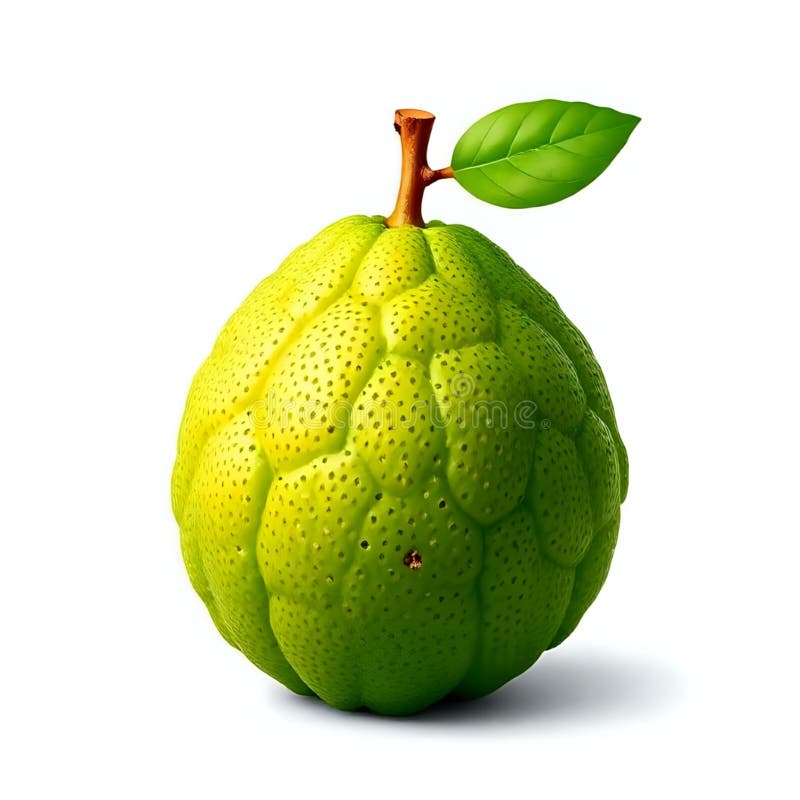 Vibrant Green Feijoa with Distinctive Shape Stock Image - Image of ...