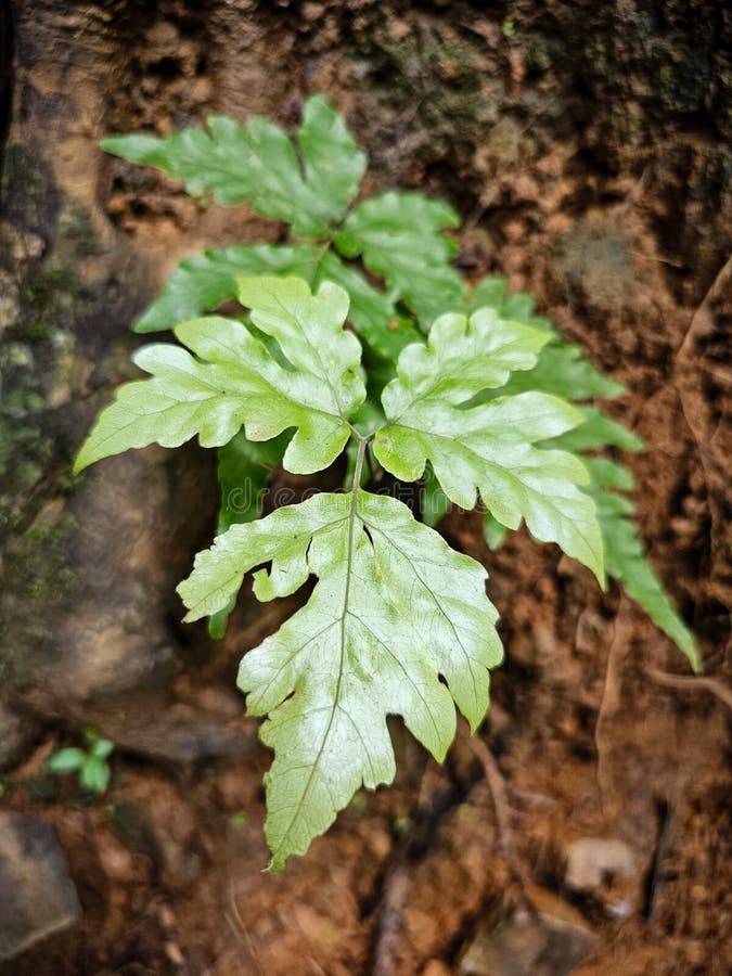 Vibrant Green Fern Leaf Growing on a Rugged Rock Stock Photo - Image of ...