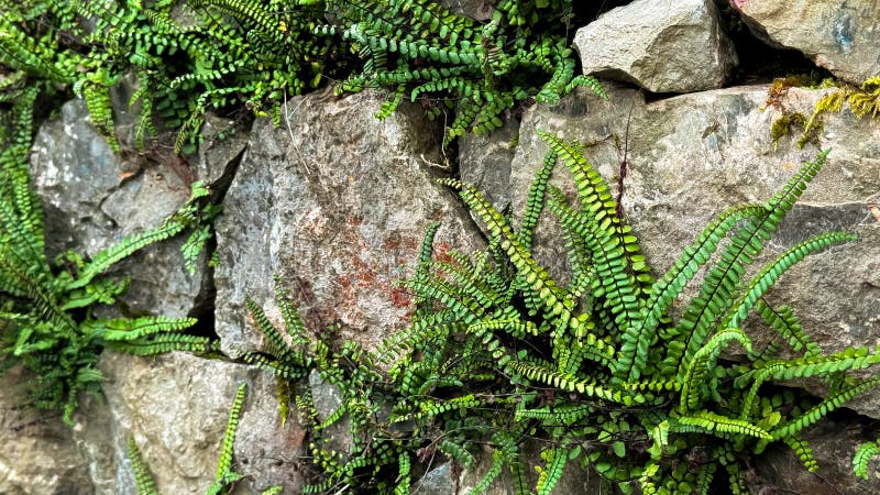 Vibrant Green Ferns Growing on Rustic Stone Wall Stock Photo - Image of ...