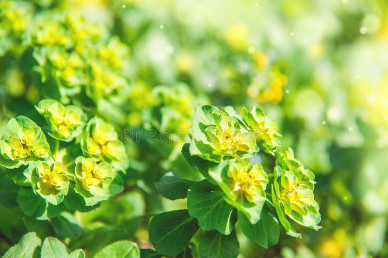 Vibrant Green Flowers in Soft Sunlight Create a Fresh Springtime ...