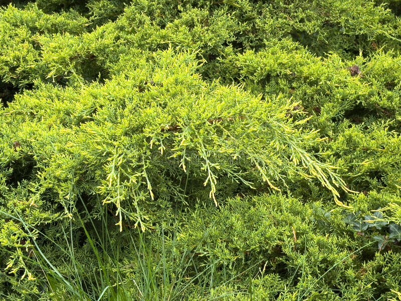 Vibrant Green Foliage of Lush Evergreen Shrub in Natural Setting ...