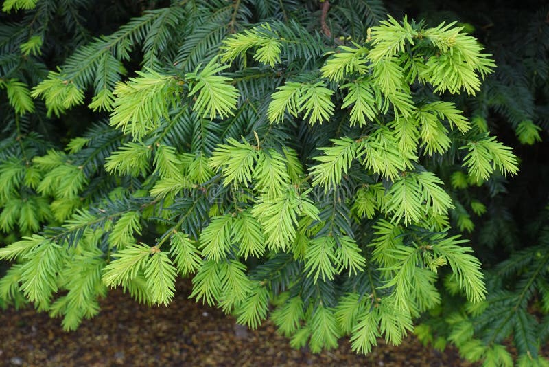 Vibrant Green Fresh Foliage of Common Yew in May Stock Image - Image of ...