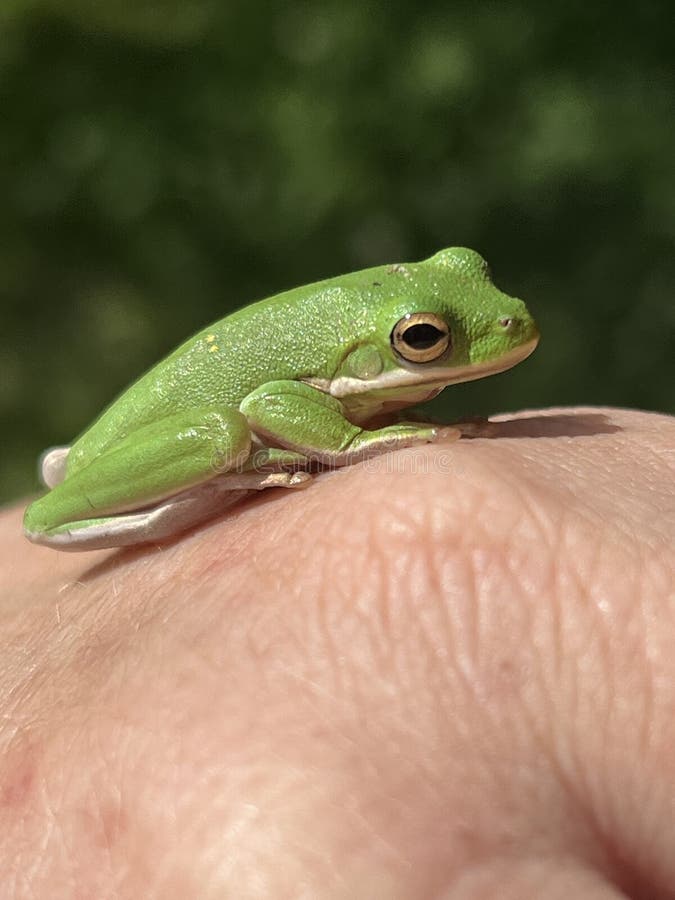 Close-up of a Green Frog Perched on a Hand Stock Photo - Image of frogs ...