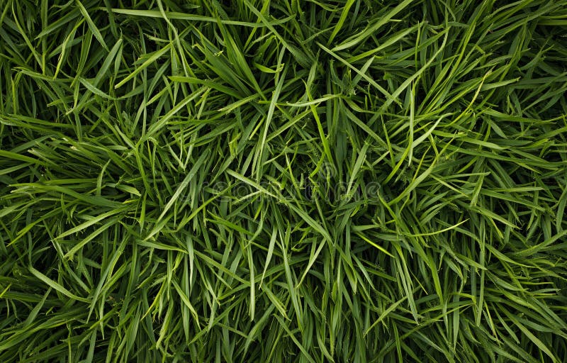 Vibrant Green Grass Blades Texture Background High Quality Image Stock ...