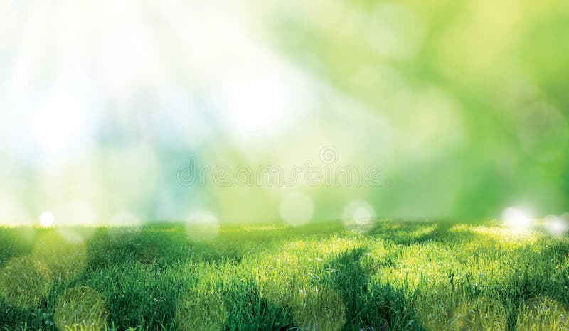 Vibrant Green Grass Outdoors on Sunny Day. Banner Design Stock Photo ...