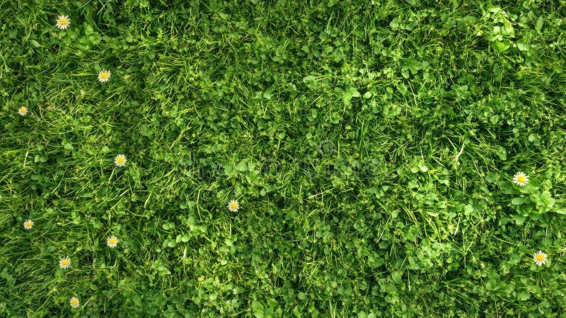 Vibrant Green Grass with Scattered Daisies Creating a Natural ...