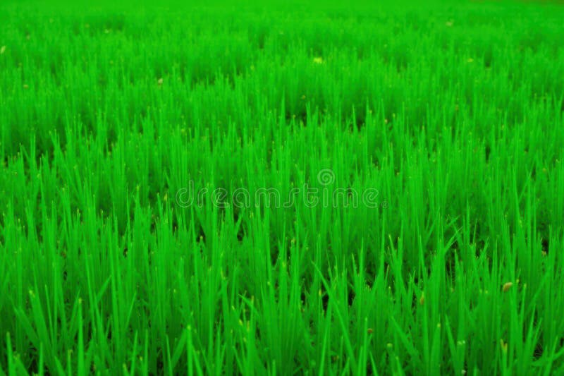 Vibrant Green Grass Texture, Seamless Pattern, Spring, Pattern Stock ...