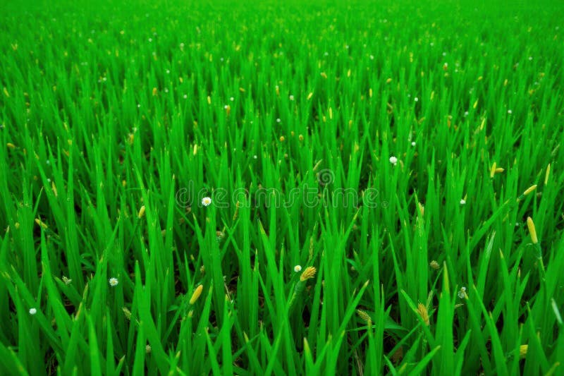 Vibrant Green Grass Texture, Seamless Pattern, Grass, Spring, Texture ...