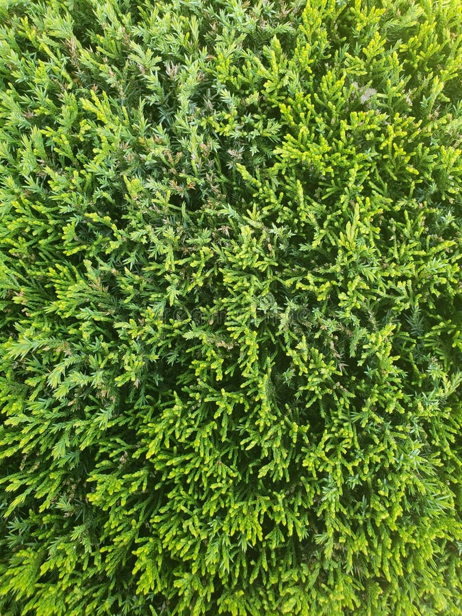 Top view of a bush stock photo. Image of outdoor, petal - 124865364