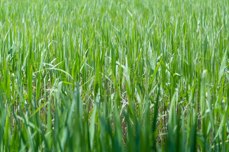 Vibrant green grass stock image. Image of bright, ground - 311784349