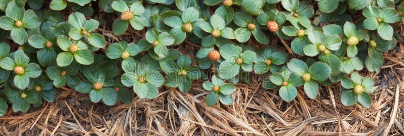 Vibrant Green Ground Cover with Tiny Buds in Mulch Garden Context Stock ...