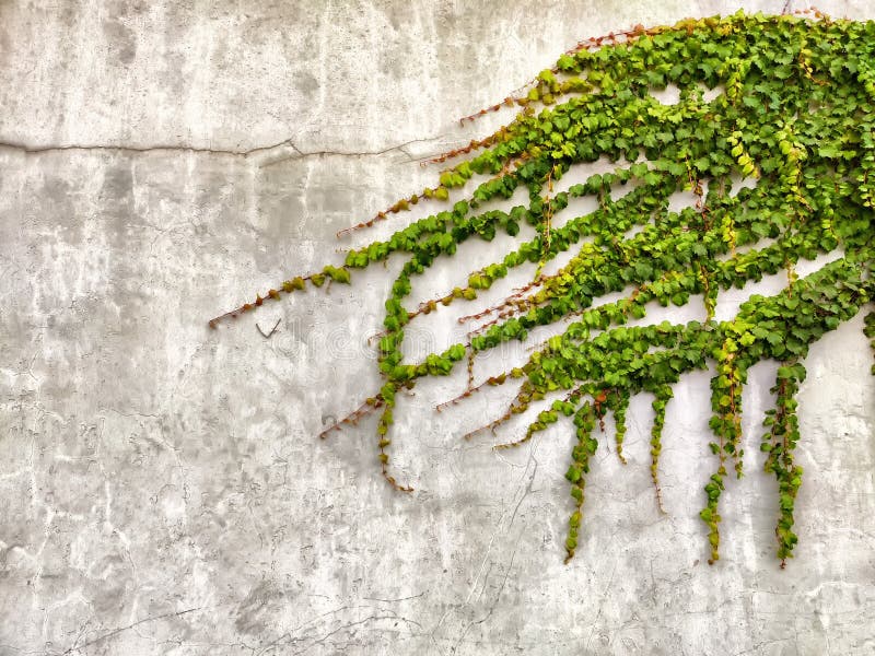 Vibrant Green Ivy Cascading Down a Textured Gray Wall with Ample Space ...