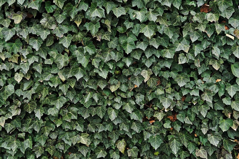 Vibrant Green Ivy Wall Cascading Down the Side of a Building Stock ...