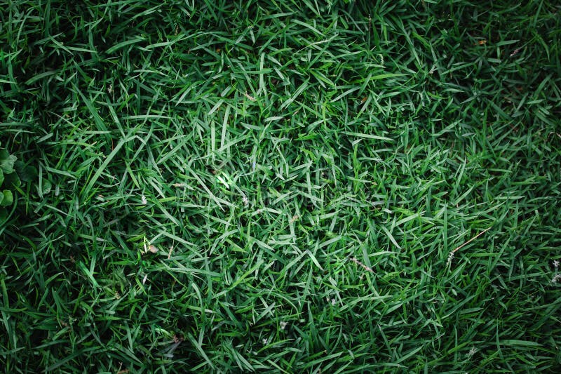Vibrant Green Lawn Texture Background for Natural Landscaping Design ...