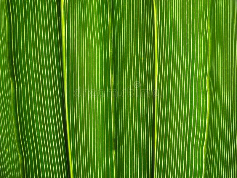 Vibrant green leaf lines. stock image. Image of surface - 6016369