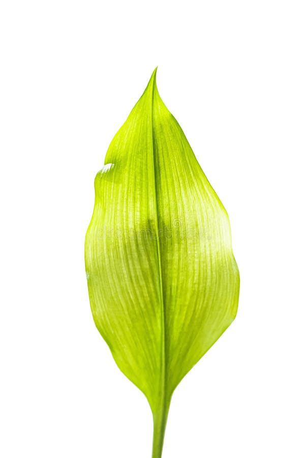 Green Leaf with Distinct Textures and Shapes on a Plain Background ...