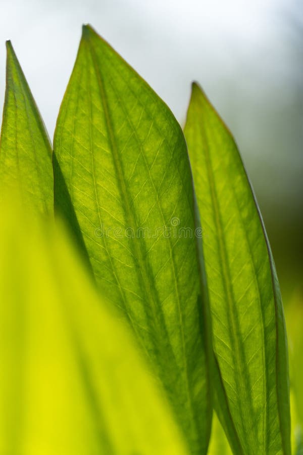 Vibrant Green Leafy Plant Illuminated by Sunbeams Stock Photo - Image ...