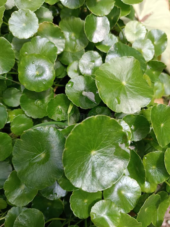 Vibrant Green Leafy Plants with Circular Patterns in Natural Lighting ...