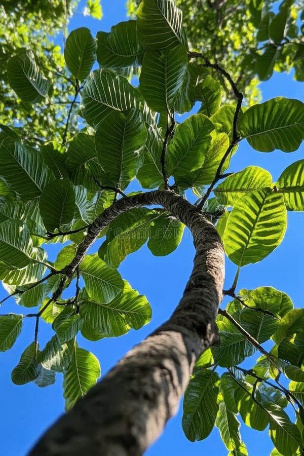 Vibrant Green Leaves and Curved Tree Trunk Against Clear Blue Sky Stock ...