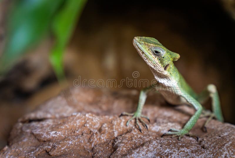 A Vibrant Green Lizard Perched on a Rock in a Lush Environment ...
