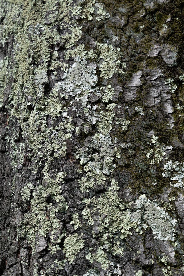 Vibrant Green Moss Covering the Rough Bark of a Tree Trunk ...